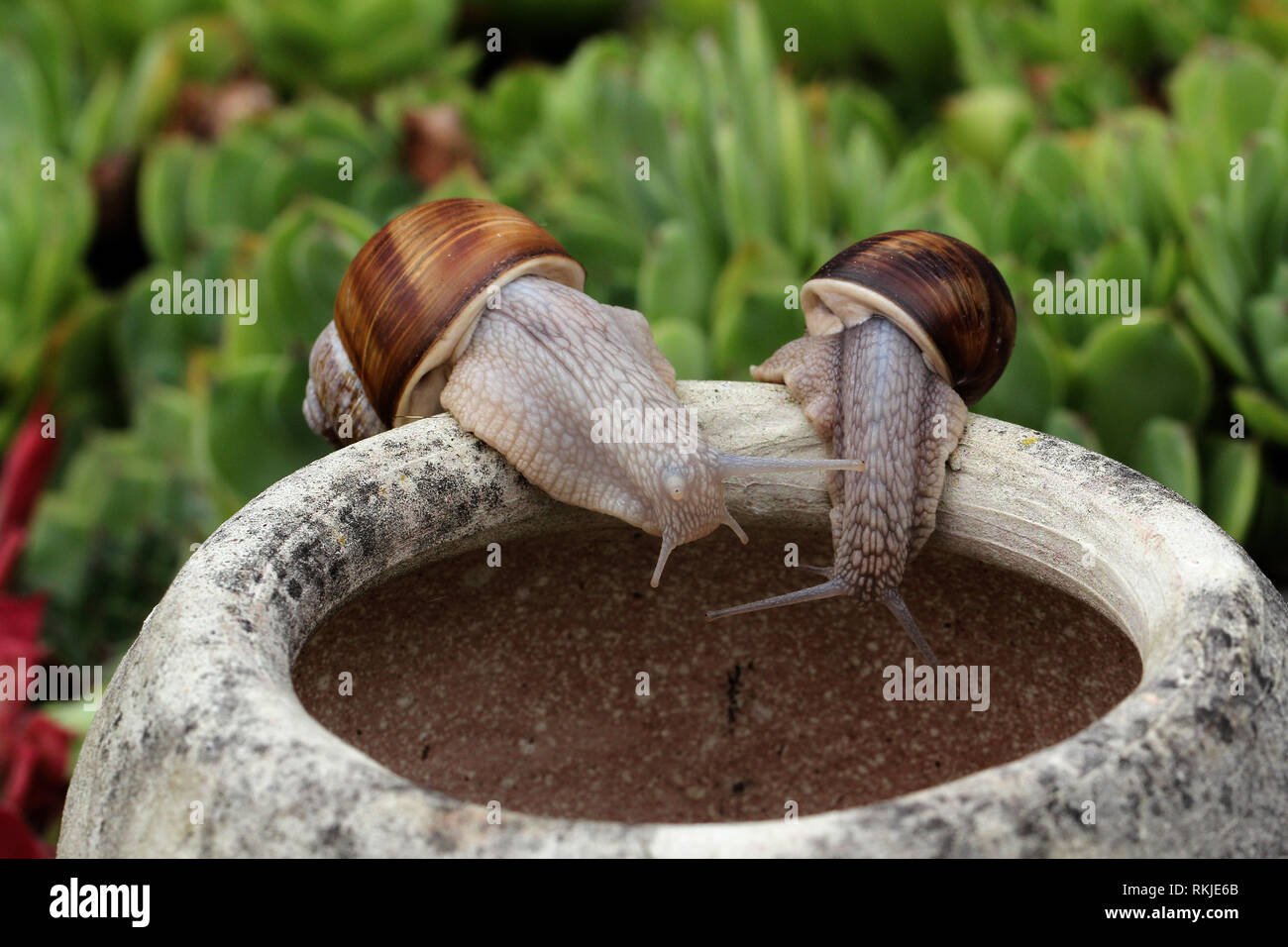Snails garden pot hi-res stock photography and images - Alamy