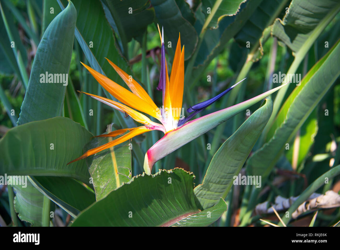 Colorful flower Bird of paradise - Strelitzia Reginae Stock Photo - Alamy
