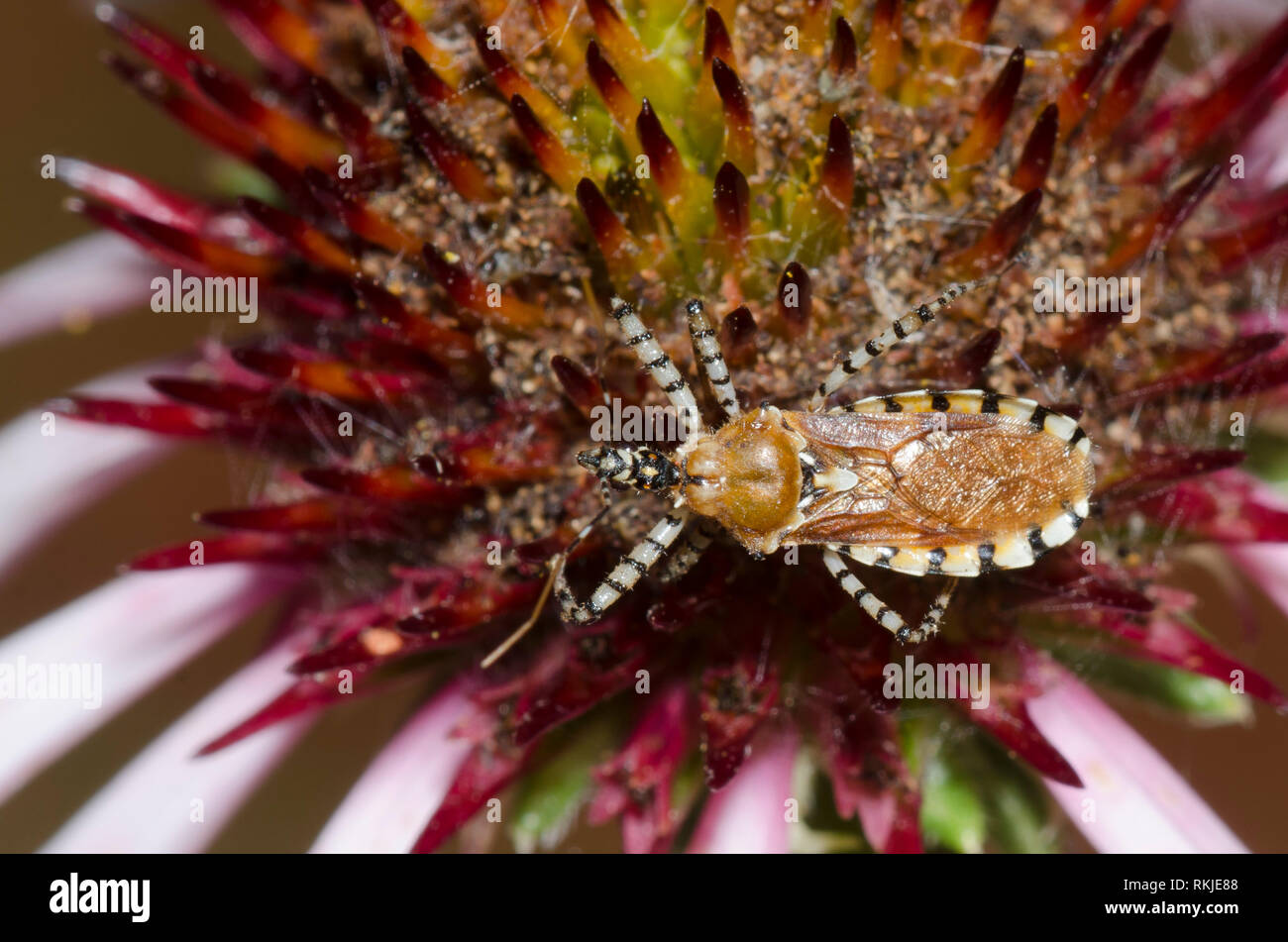 Assassin Bug, Pselliopus cinctus, on purple coneflower, Echinacea ...