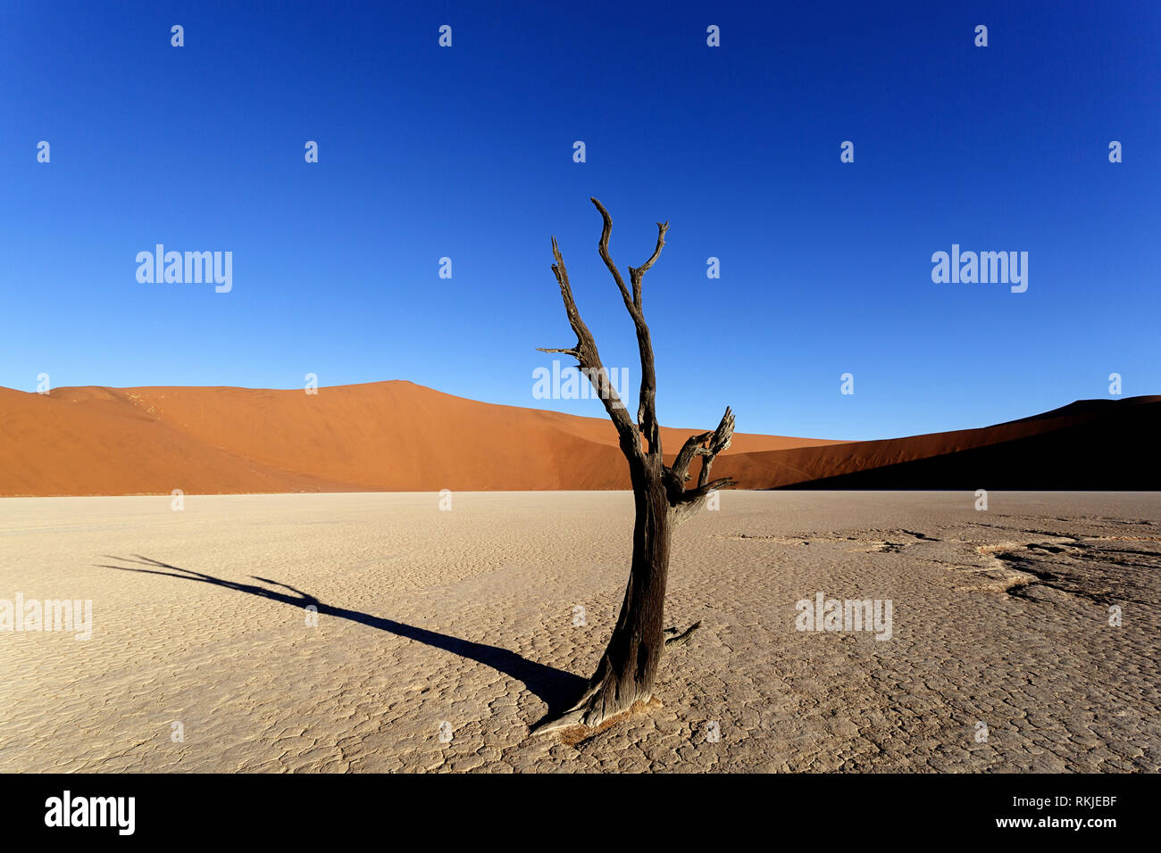 Ancient camelthorn trees on pan, Deadvlei, Namibia, Africa Stock Photo ...