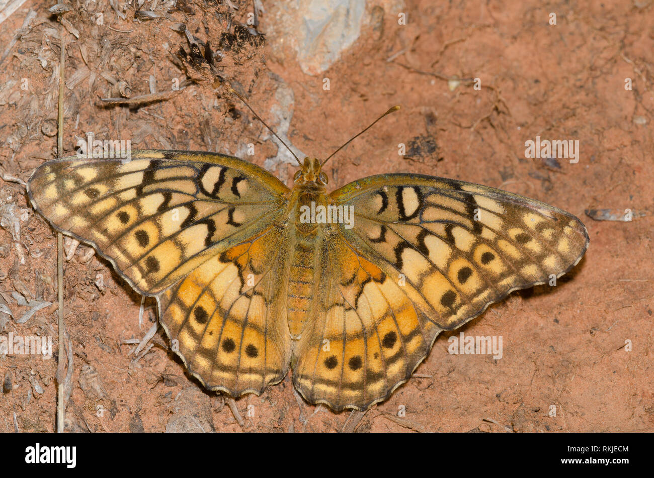 Variegated Fritillary, Euptoieta claudia Stock Photo - Alamy