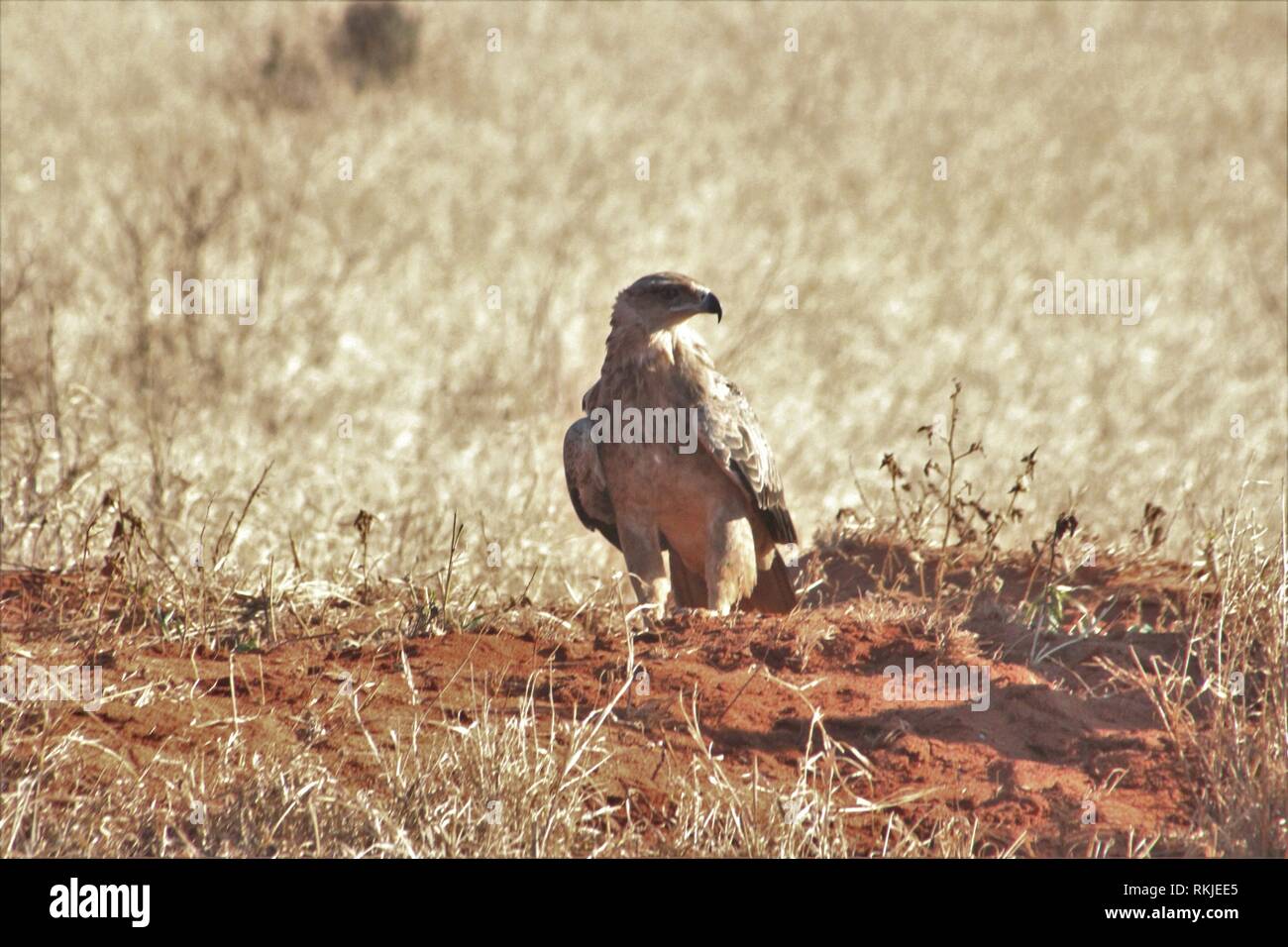Tibia feathered hi-res stock photography and images - Alamy