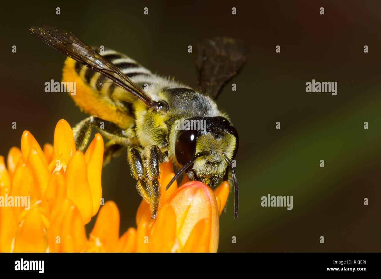 Leaf-cutter Bee, Megachile sp., on orange milkweed, Asclepias tuberosa ...
