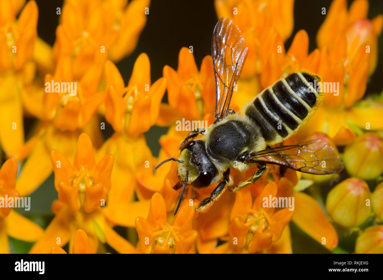 Leaf-cutter Bee, Megachile sp., on orange milkweed, Asclepias tuberosa ...