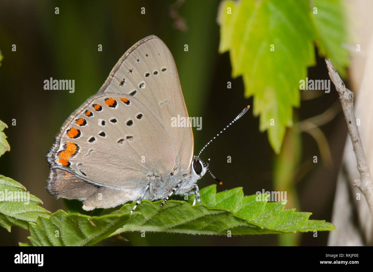 Coral Hairstreak, Satyrium titus Stock Photo - Alamy