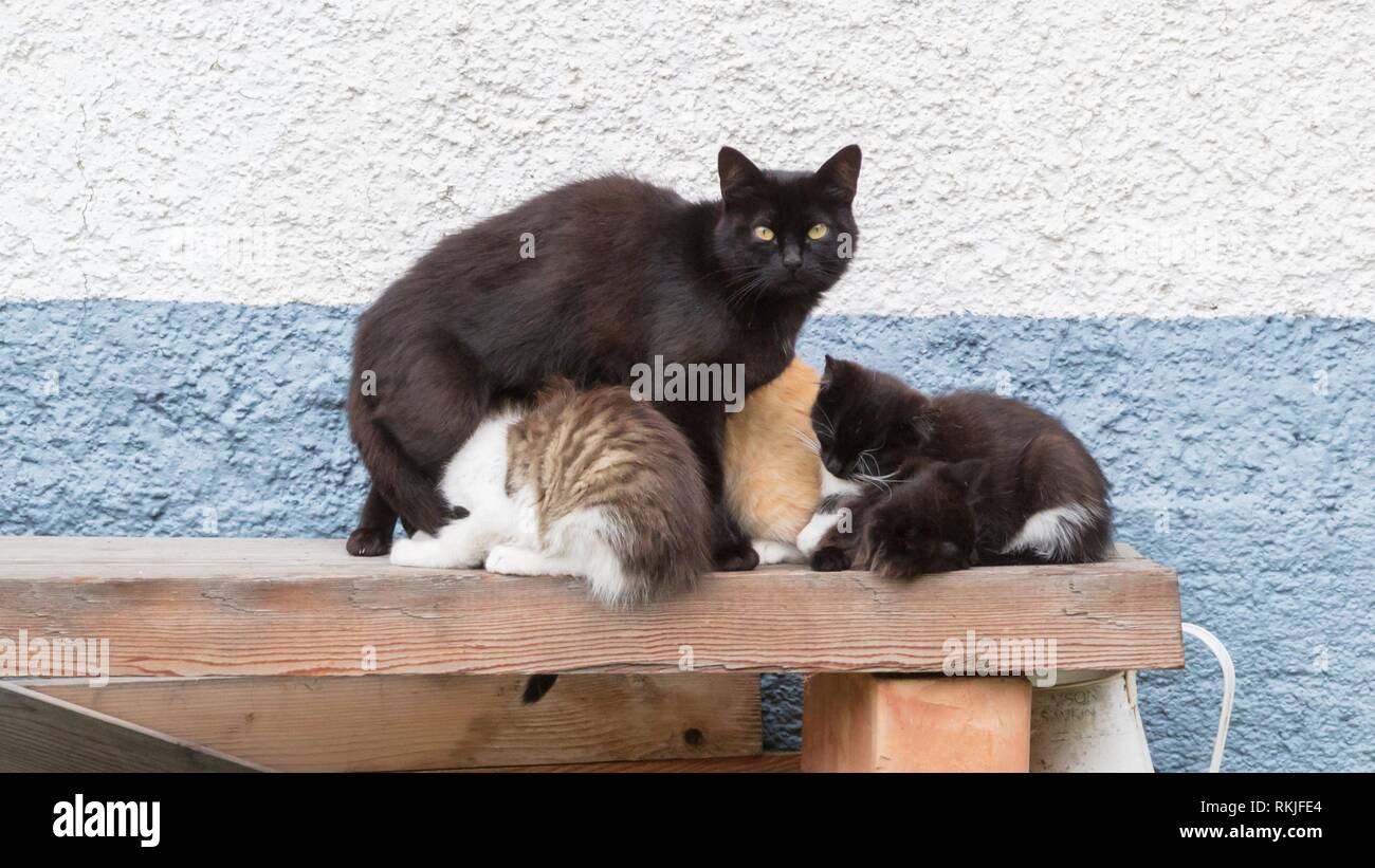 Many kittens hi-res stock photography and images - Alamy