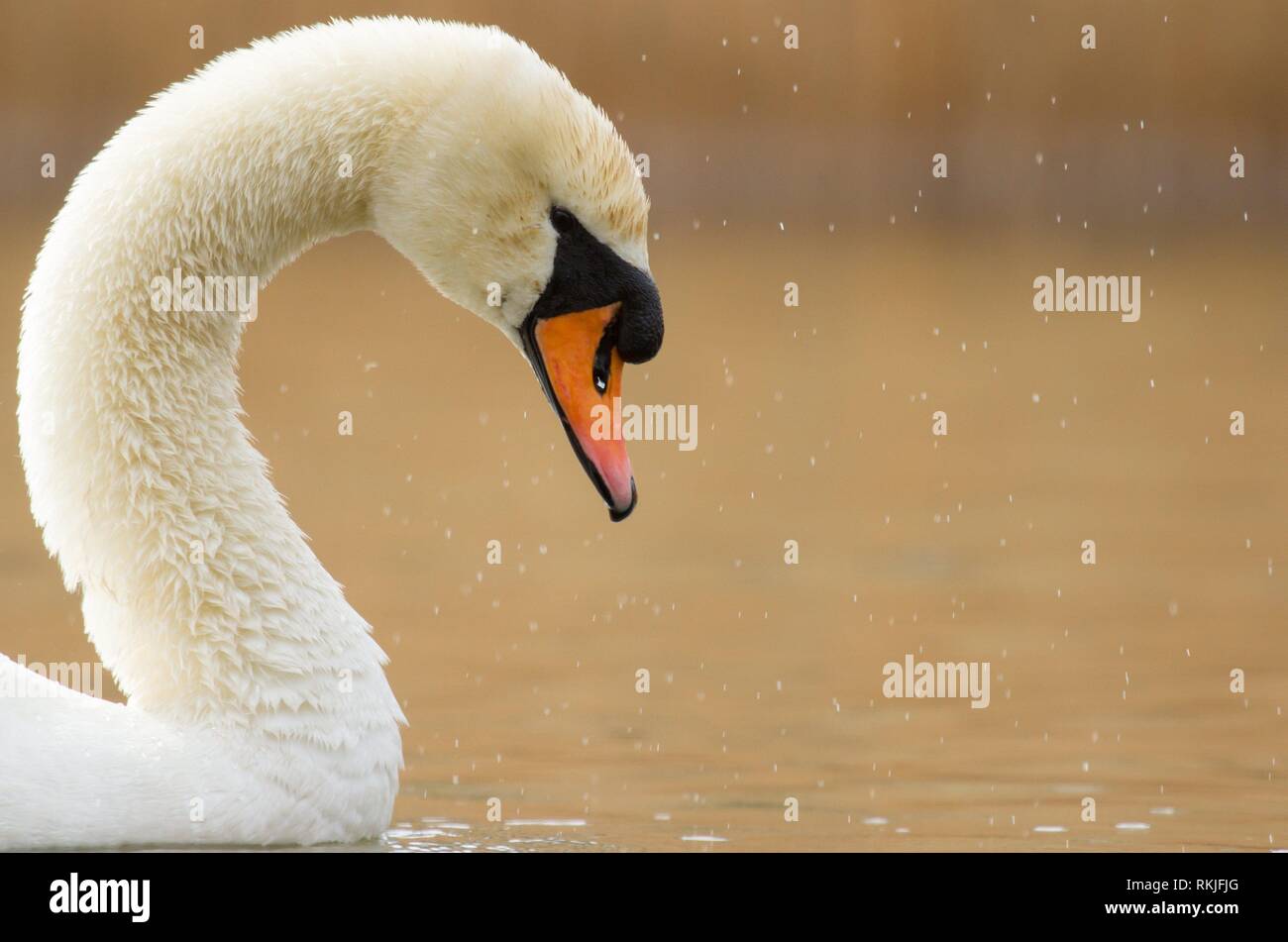 Graceful swan hi-res stock photography and images - Alamy