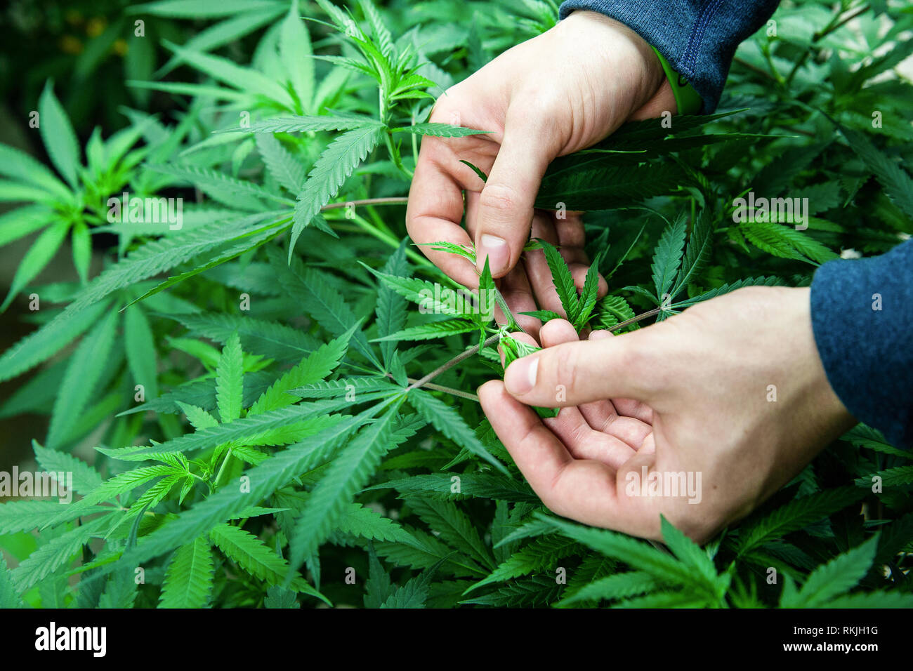 Ganga medical hi-res stock photography and images - Alamy