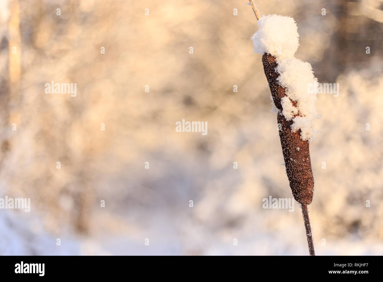 brown sugar cane stalk on a white background. Reeds in the snow Stock ...