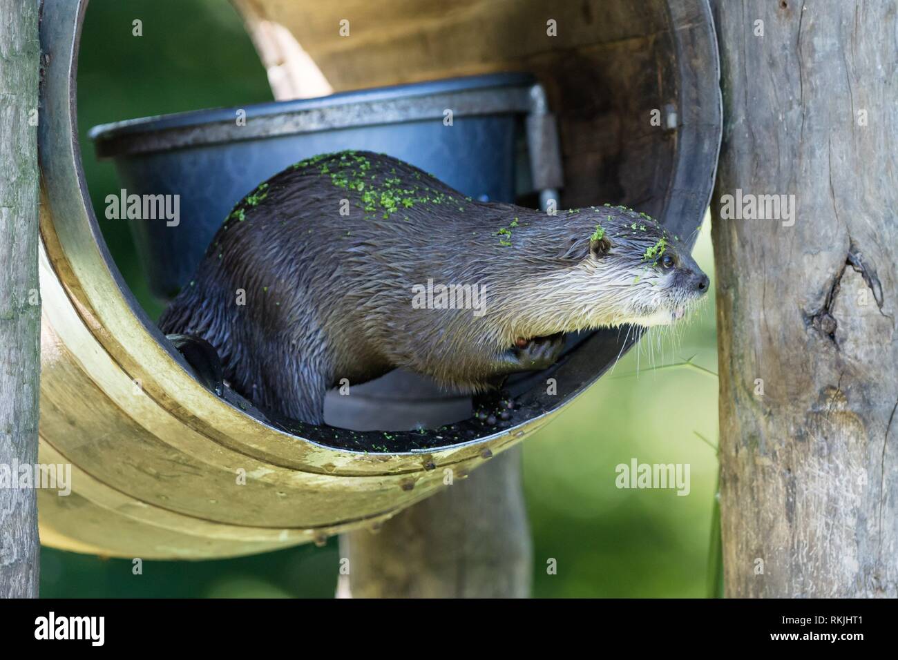 Eurasian otter pup river hi-res stock photography and images - Alamy