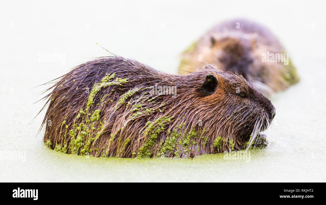 Beaver dragging tree hi-res stock photography and images - Alamy