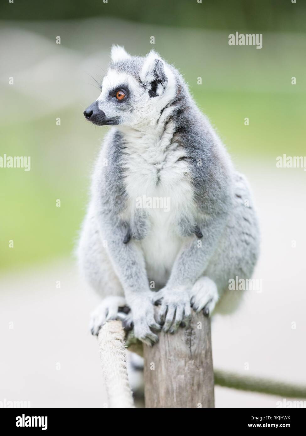 Lemur relaxing of animal hi-res stock photography and images - Alamy