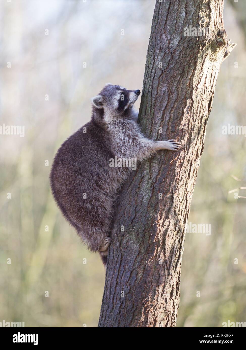 Raccoon procyon lotor climbing a tree hi-res stock photography and ...