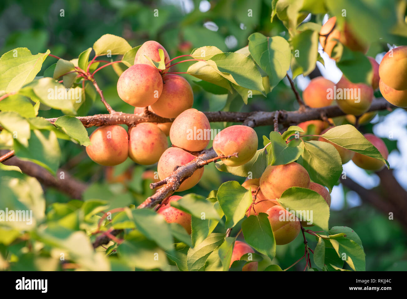 Ripe apricots on the orchard tree. Nature background Stock Photo - Alamy
