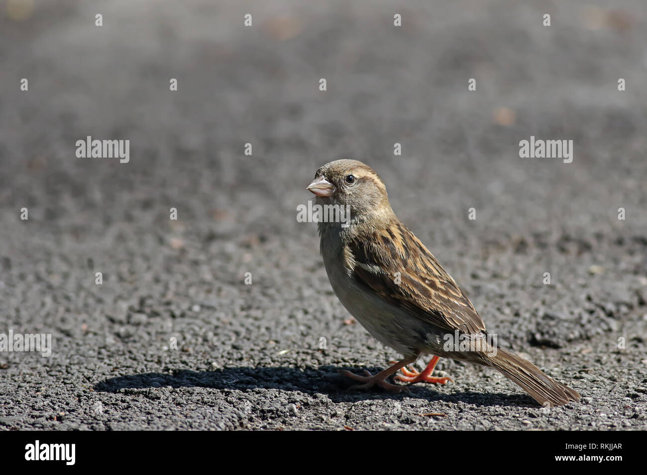 Funny little sparrows hi-res stock photography and images - Alamy
