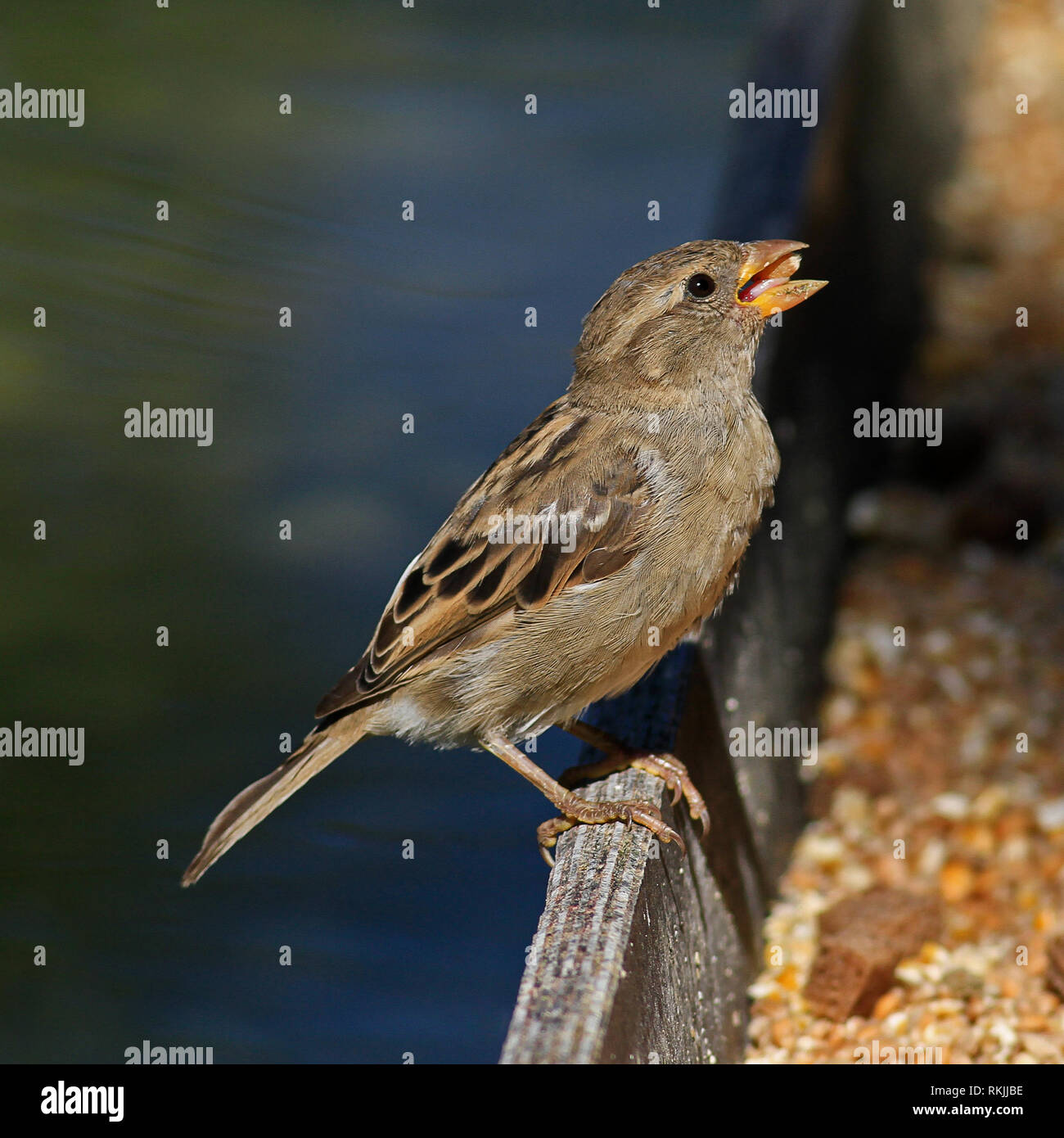 Funny little birds sparrows hi-res stock photography and images - Alamy