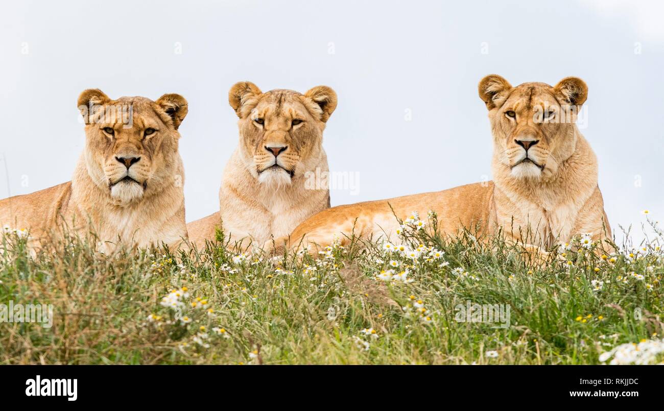 Three lions kalahari hi-res stock photography and images - Alamy