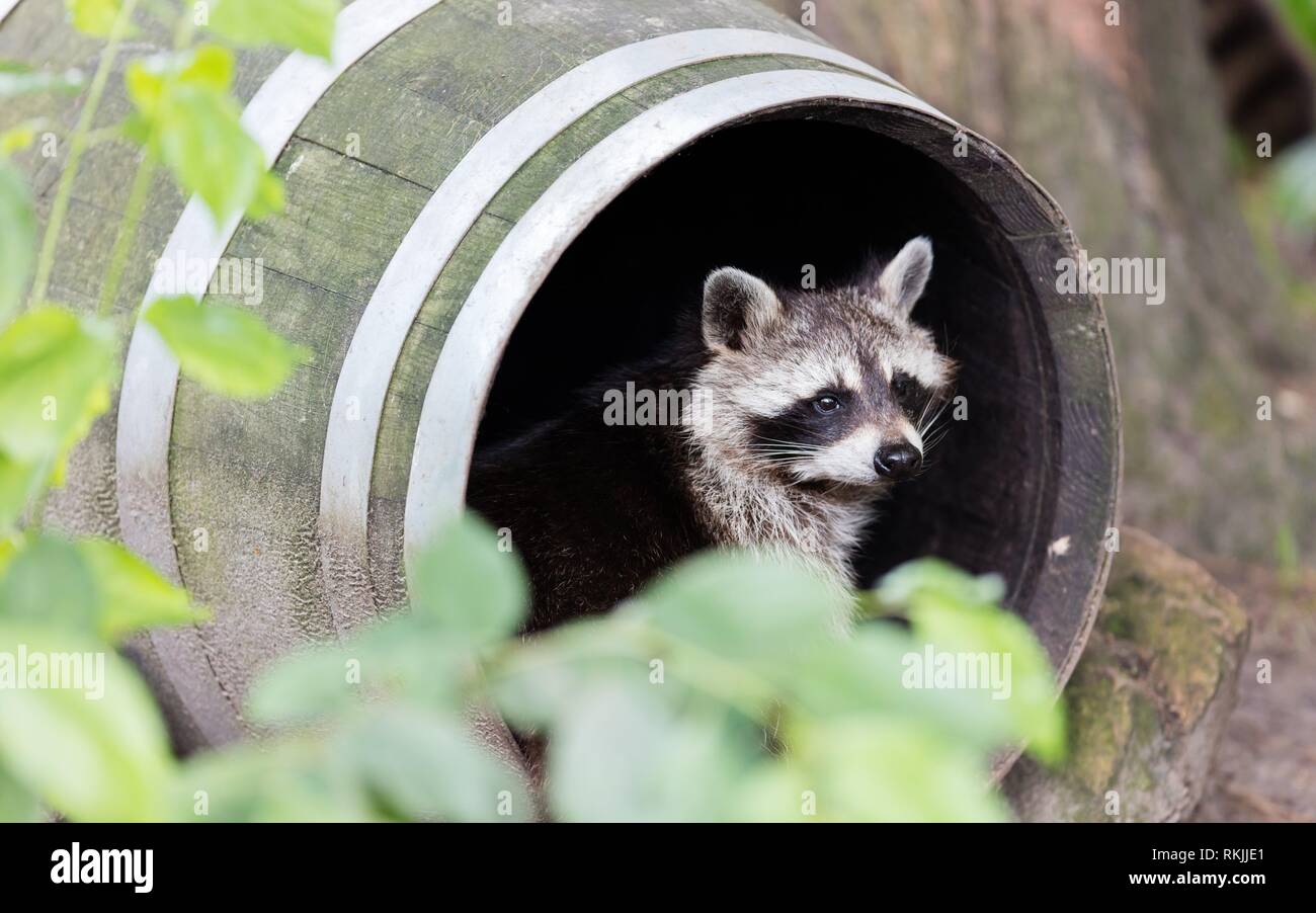 Adult racoon in a barrel, resting but still alert Stock Photo - Alamy