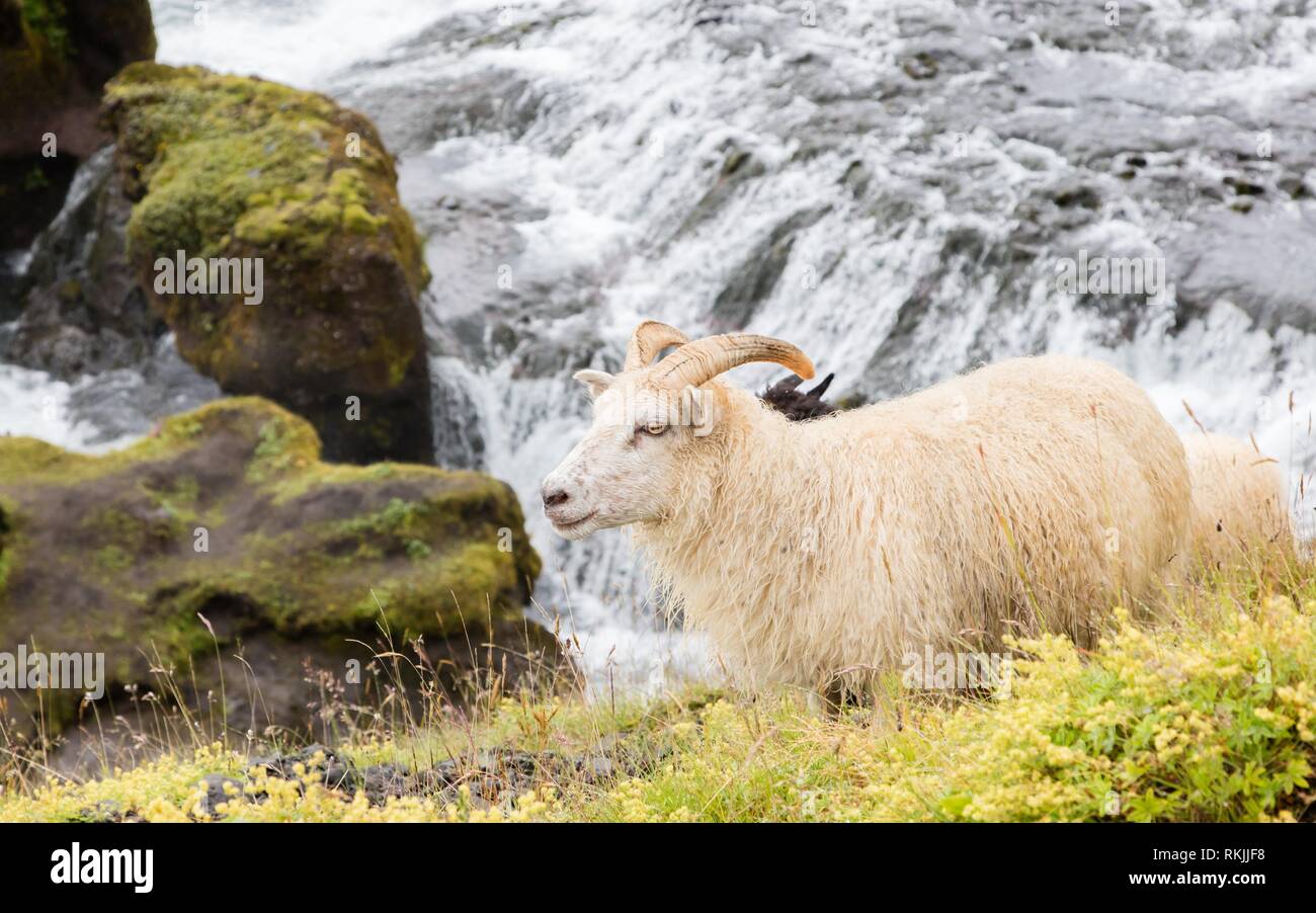Sheep and waterfall hi-res stock photography and images - Alamy