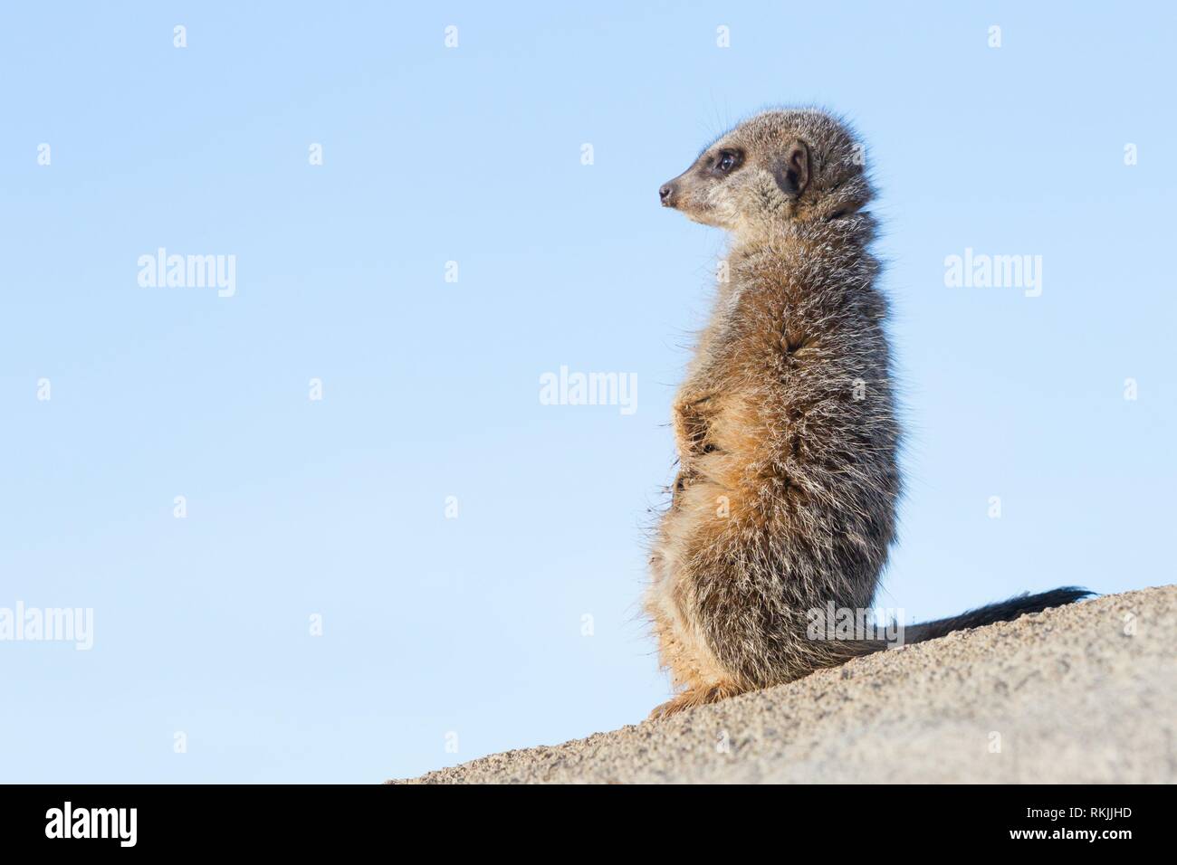 Meerkat Sitting Down High Resolution Stock Photography and Images - Alamy