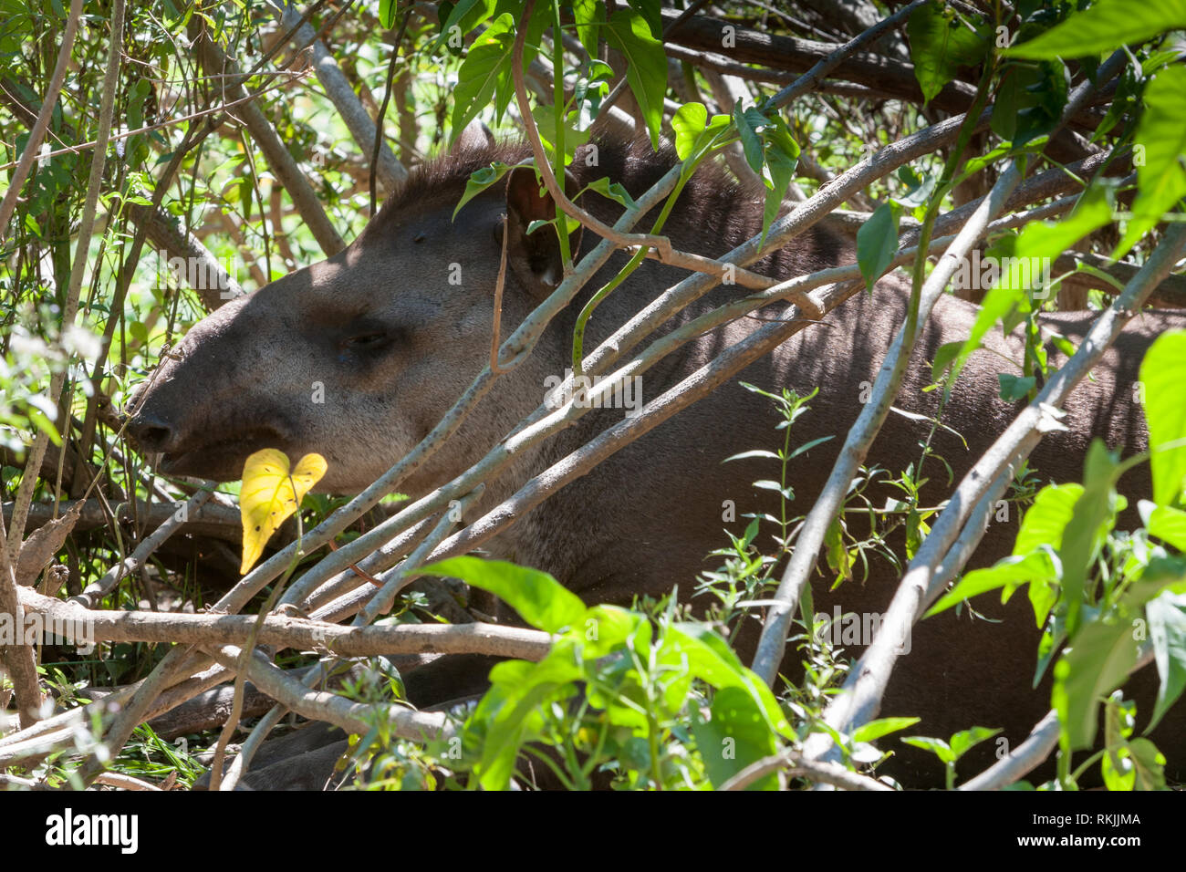 South American tapir (Tapirus terrestris), aka Brazilian tapir, maned ...