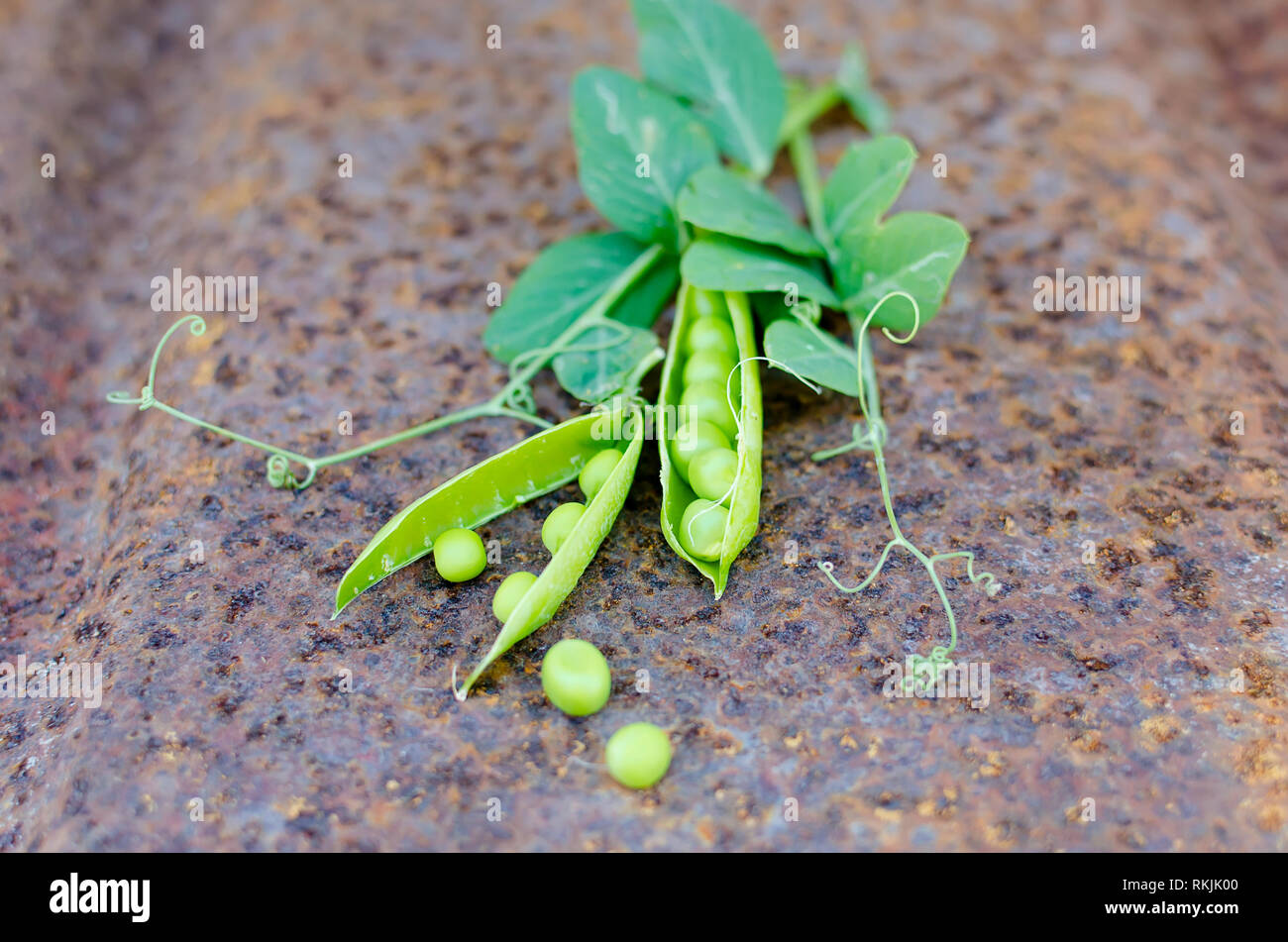 Pods of young green peas and pea on an old rusty surface background ...
