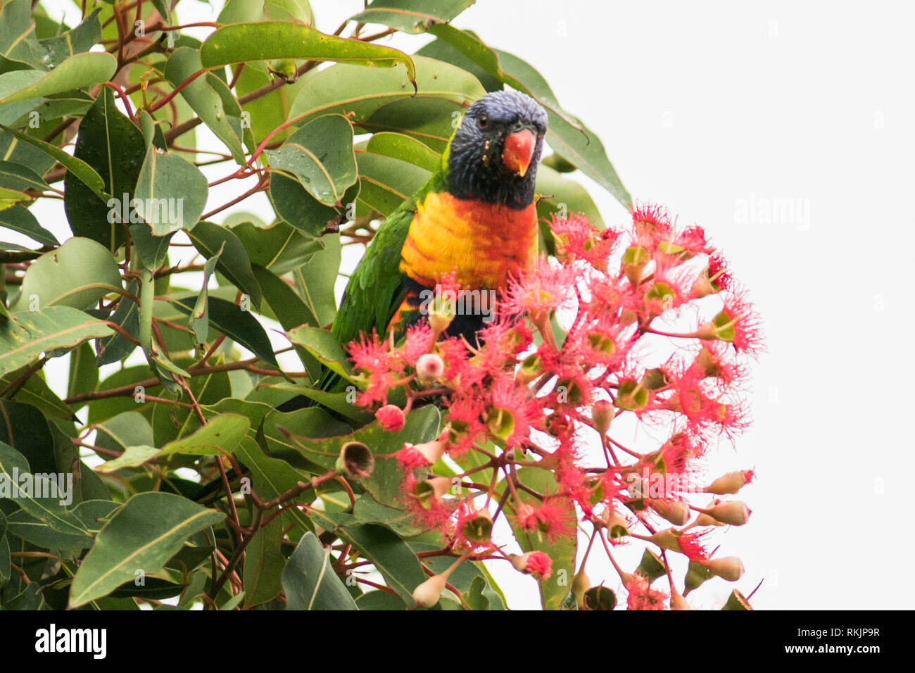 Australian native bird on flower hi-res stock photography and images ...