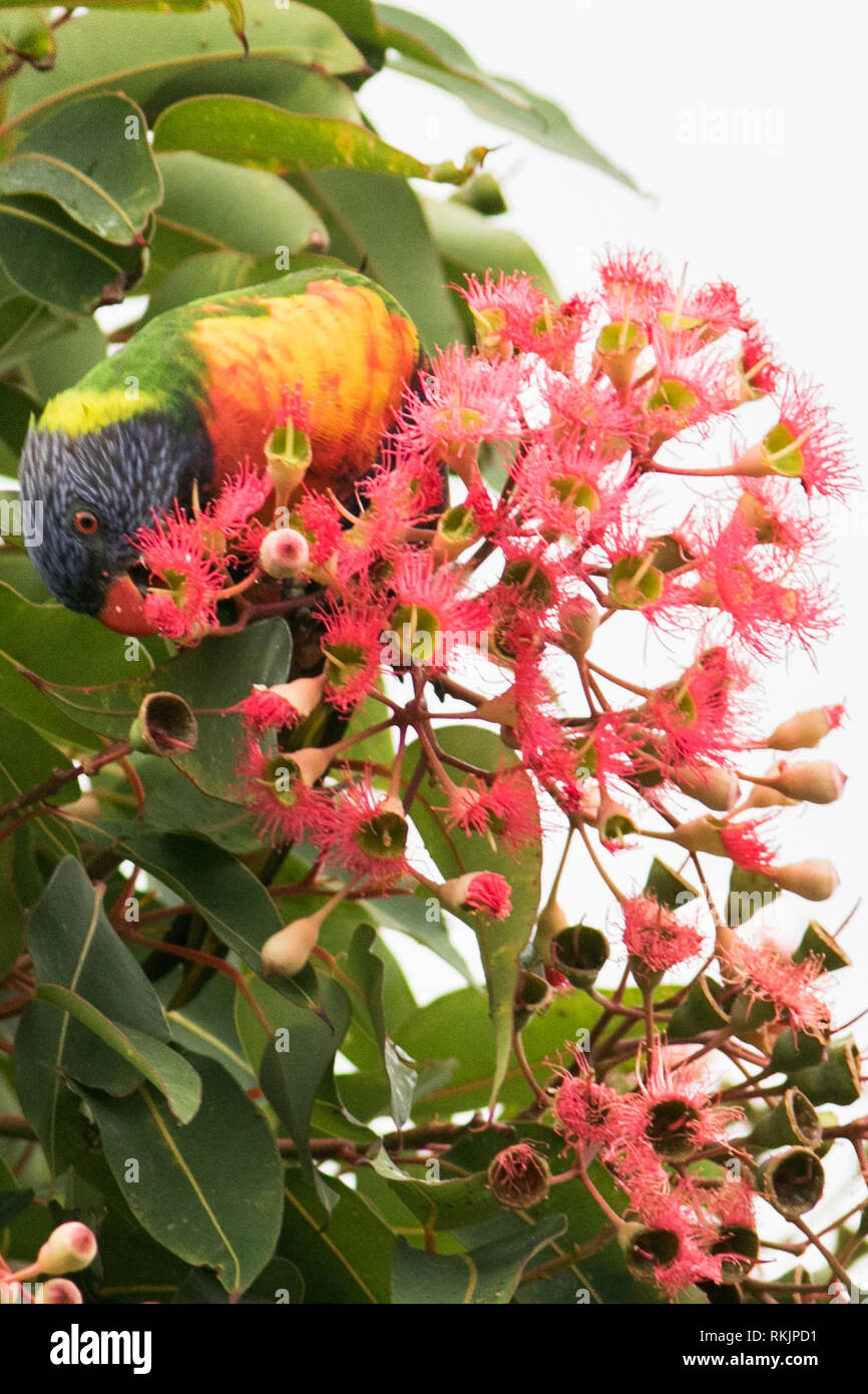 Australian native bird on flower hi-res stock photography and images ...