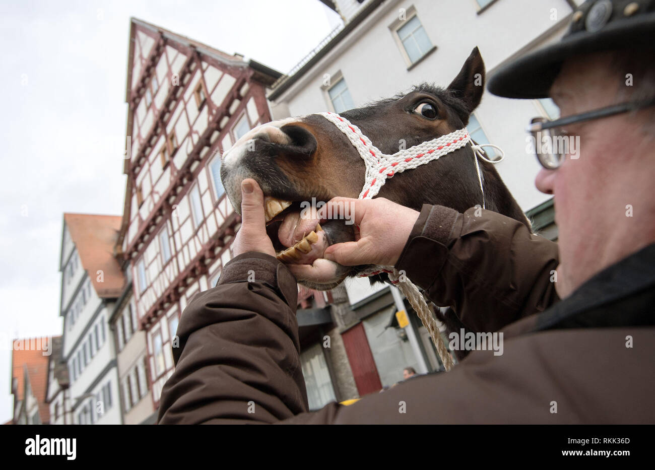 Leonberg, Germany. 12th Feb, 2019. Horse dealer Robert Maier shows the ...