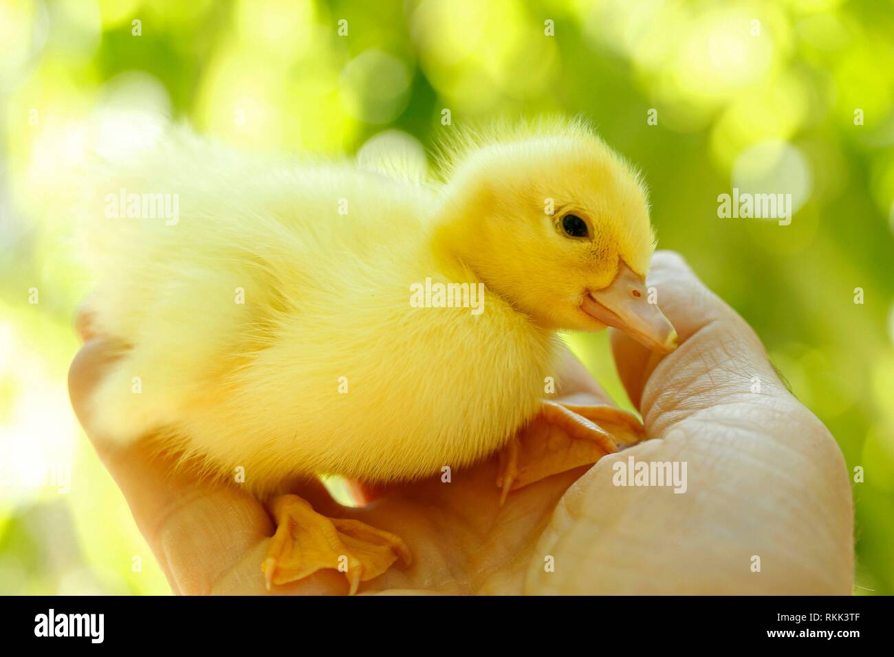 Animal hand hi-res stock photography and images - Alamy