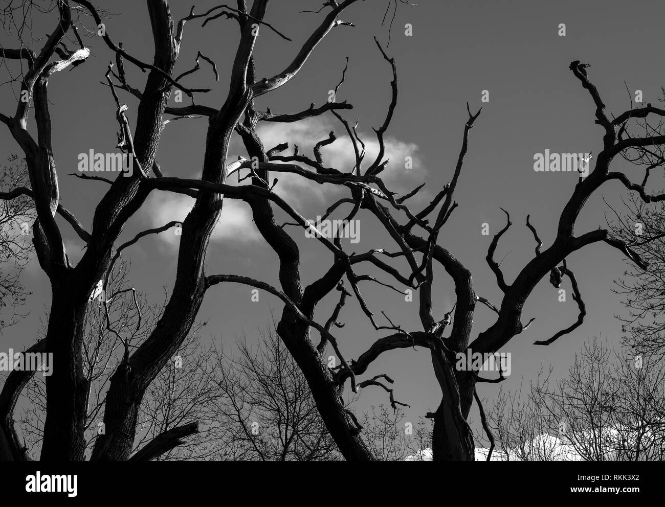 Dead trees uk forest hi-res stock photography and images - Alamy