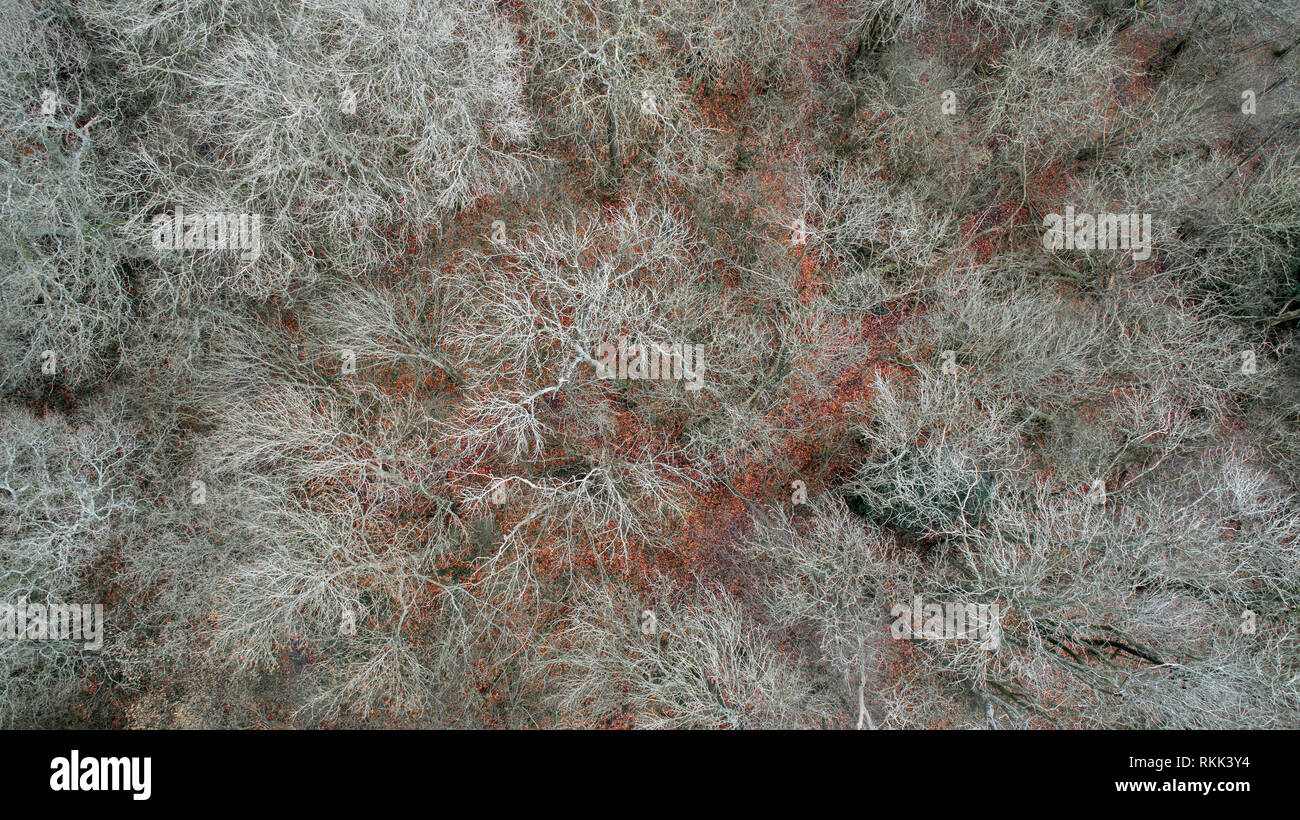 Aerial perspective of tree tops hi-res stock photography and images - Alamy