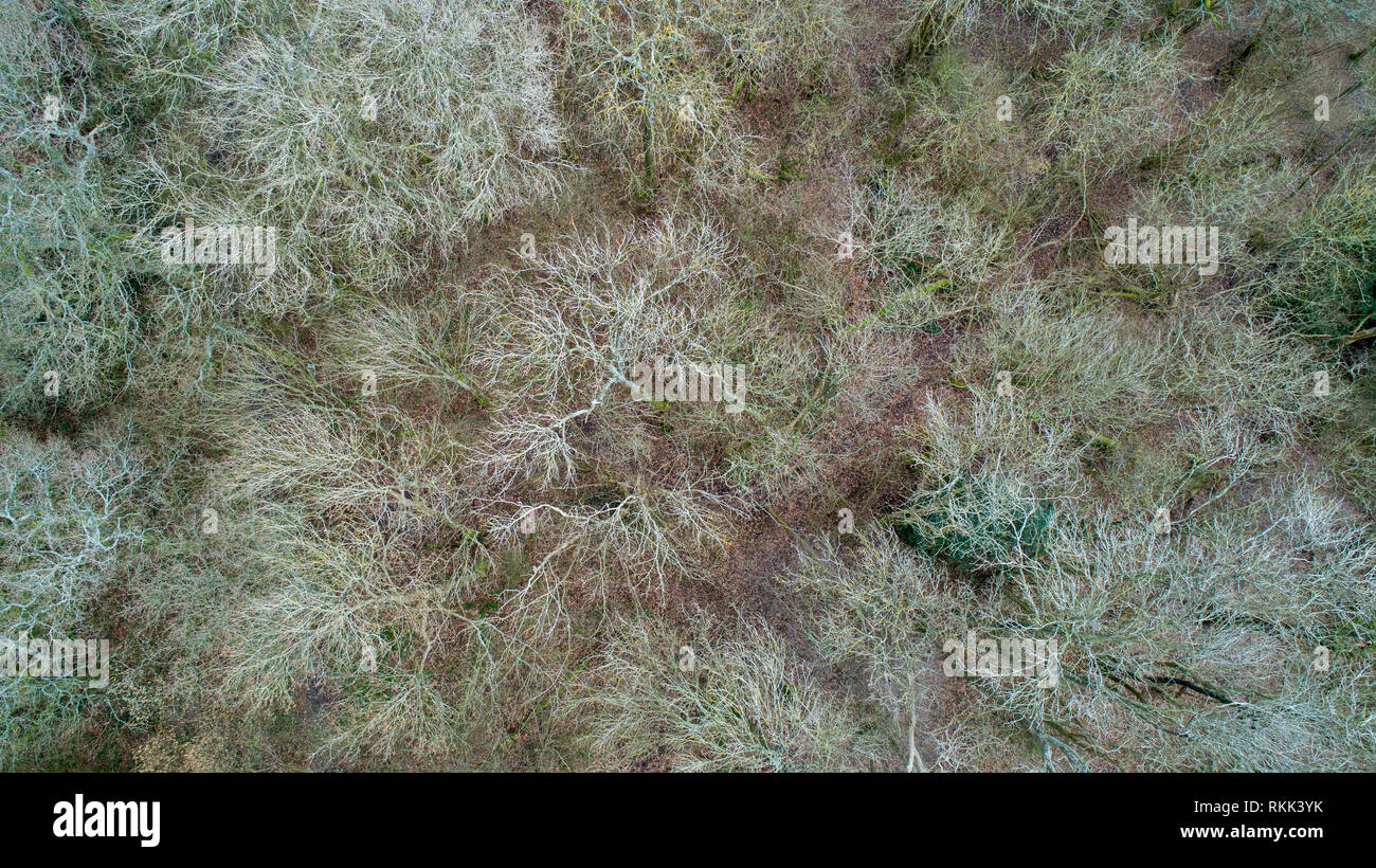 Looking straight down at tree tops from above Stock Photo - Alamy