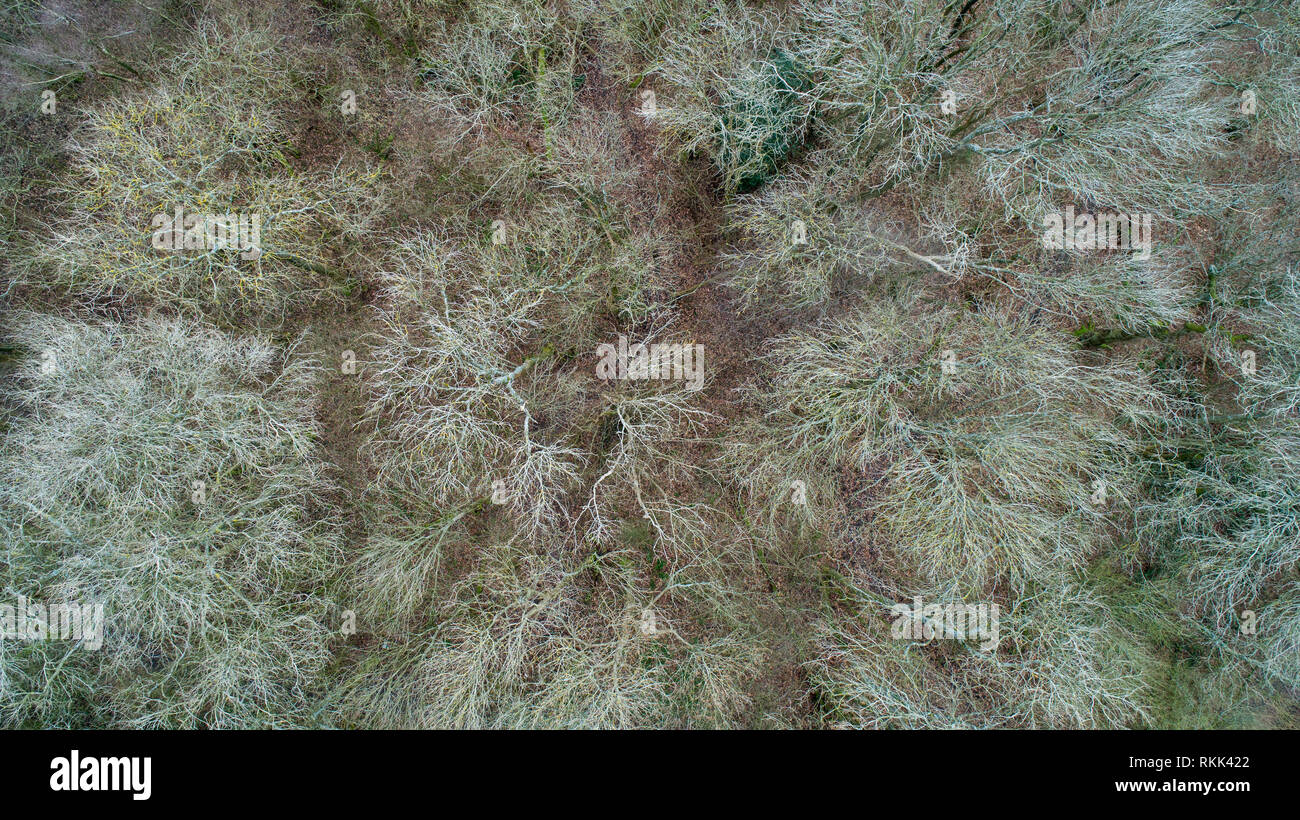 Aerial perspective of tree tops hi-res stock photography and images - Alamy