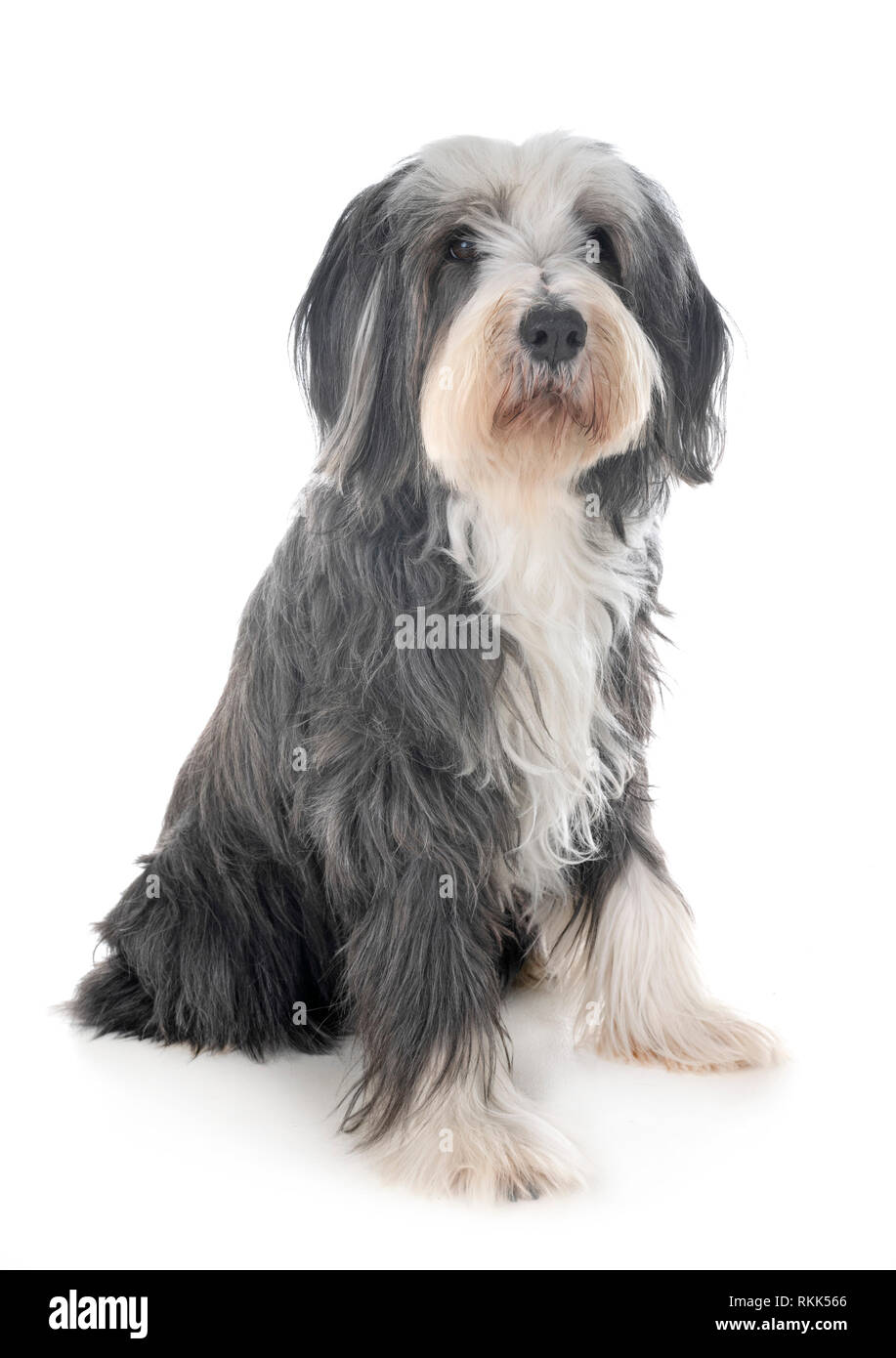 bearded collie in front of white background Stock Photo - Alamy