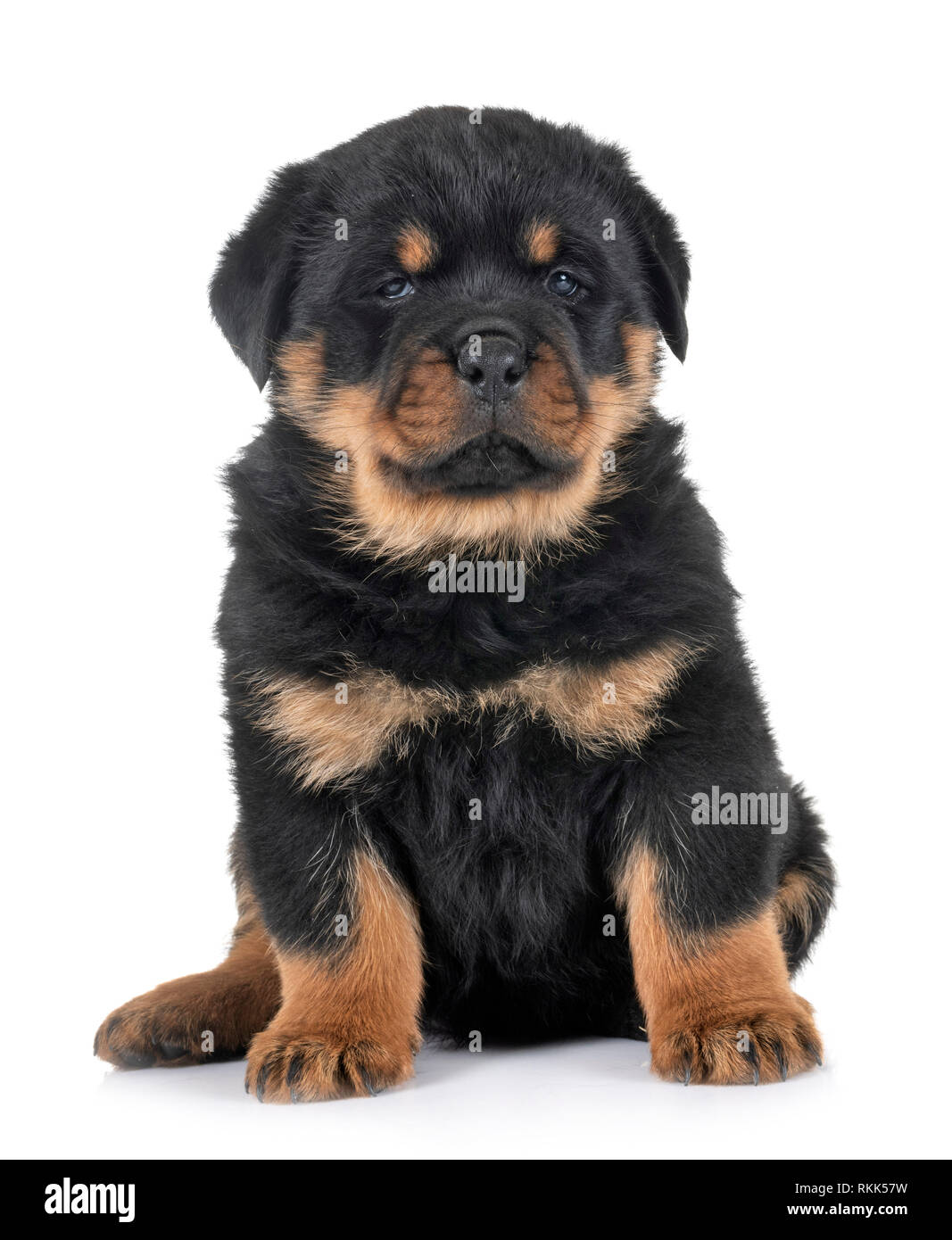 puppy rottweiler in front of white background Stock Photo - Alamy
