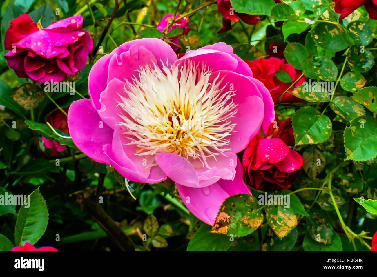 Perrenial hi-res stock photography and images - Alamy