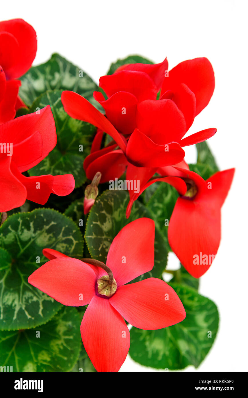Red flower of cyclamen on white background in close-up Stock Photo - Alamy