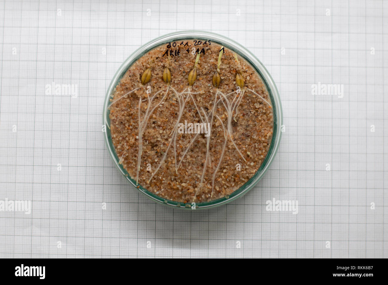 Germination Corn High Resolution Stock Photography and Images - Alamy