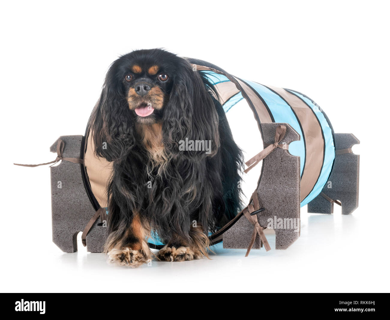 training of agility in front of white background Stock Photo - Alamy