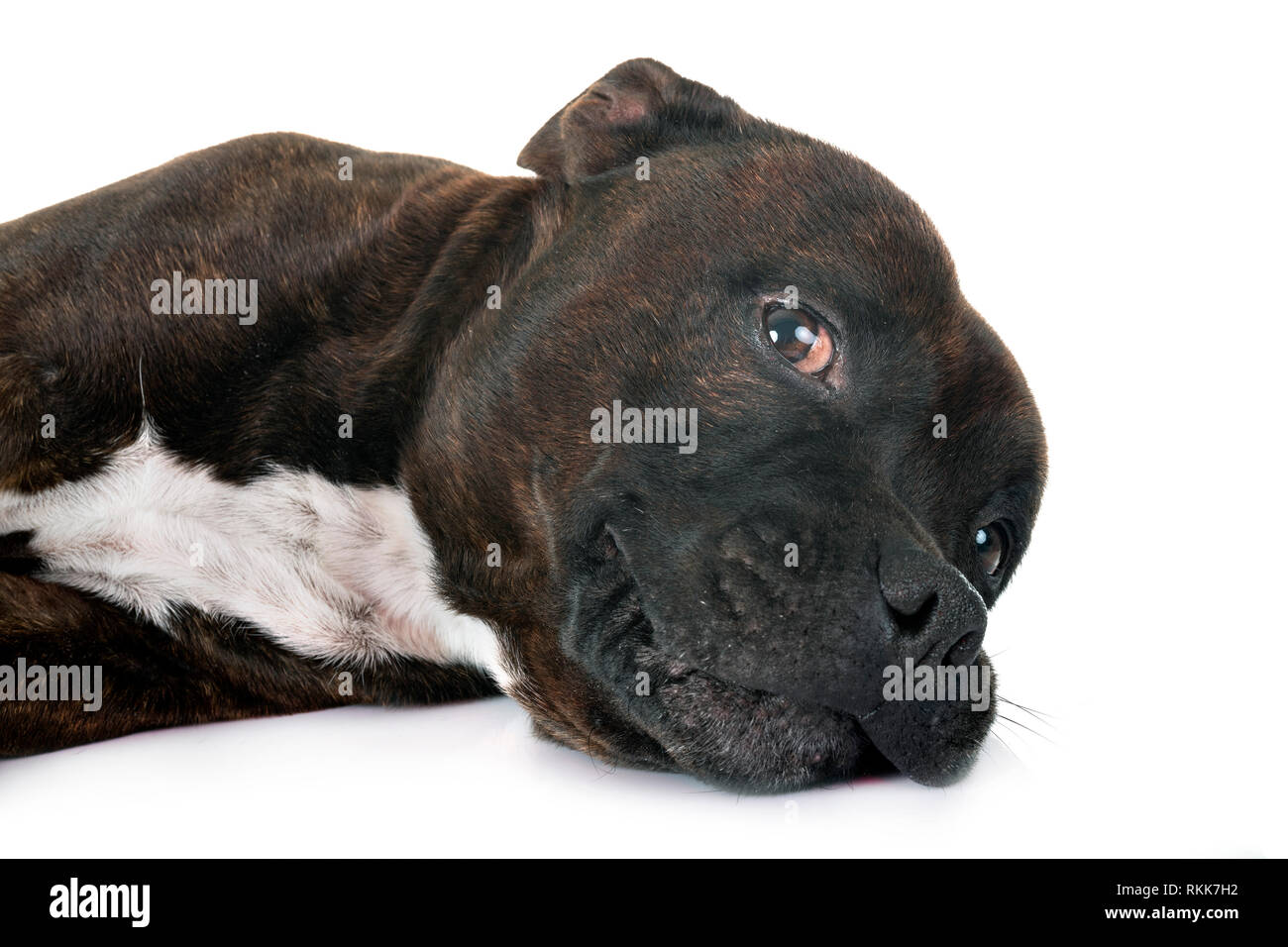 staffordshire bull terrier in front of white background Stock Photo - Alamy