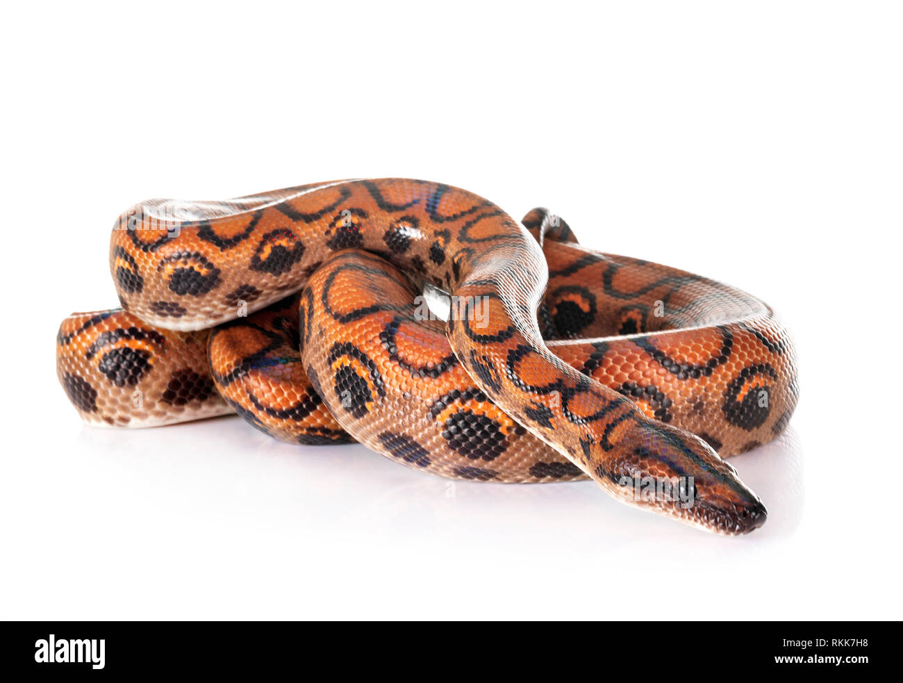 Rainbow boa in front of white background Stock Photo - Alamy