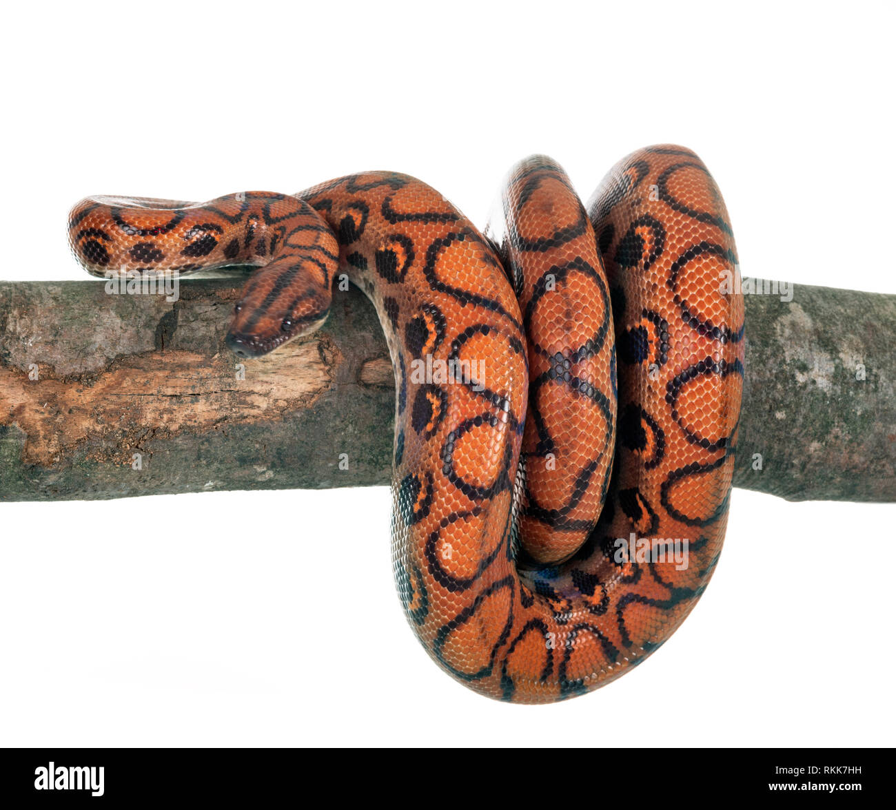 Rainbow boa in front of white background Stock Photo - Alamy