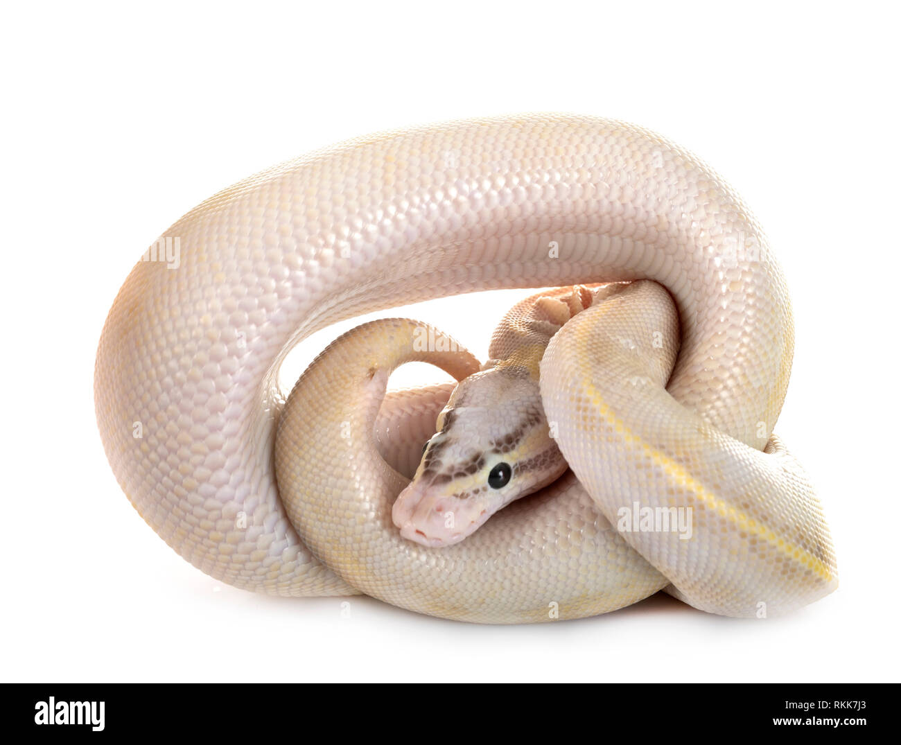 royal python in front of white background Stock Photo - Alamy