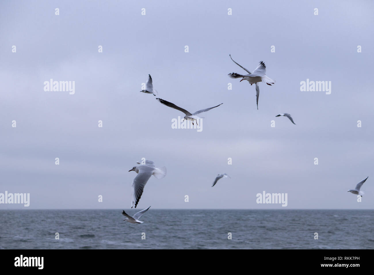 Many gulls hi-res stock photography and images - Alamy