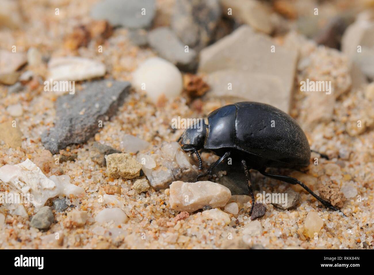 Darkling beetle (Erodius tibialis) walking over coastal sand dune ...