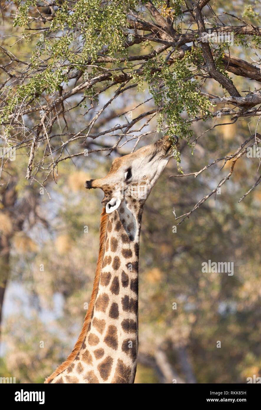 Giraffe eating leaves from tree hi-res stock photography and images - Alamy