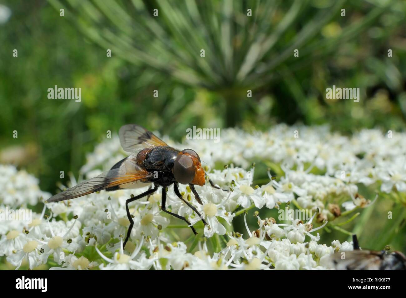 Female Great pied hoverfly (Volucella pellucens), a parasite of wasp ...