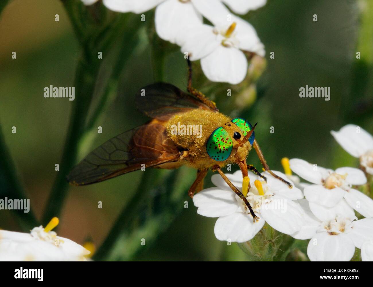 Silvius alpinus hi-res stock photography and images - Alamy