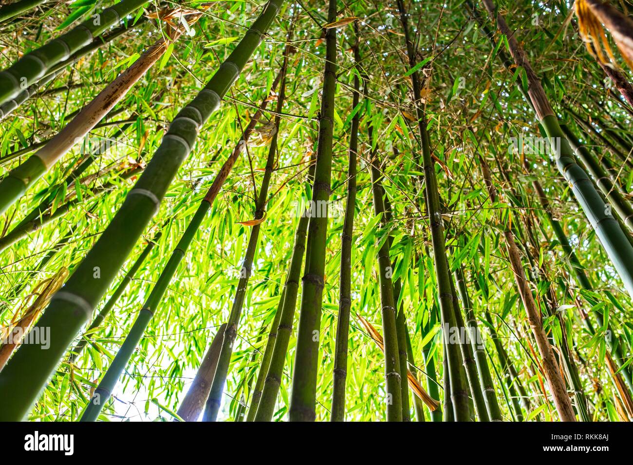 Bamboo natural hi-res stock photography and images - Alamy